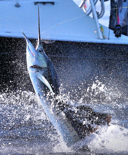 History of Marine Taxidermy | King Sailfish Mounts