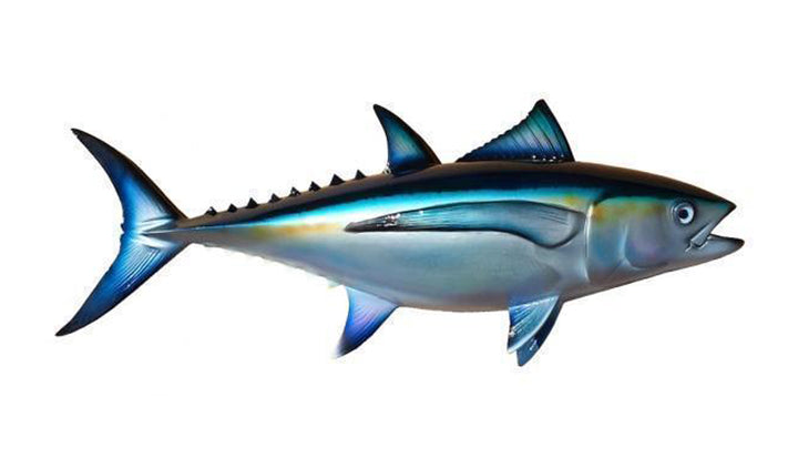 Miniature Mounts | King Sailfish Mounts