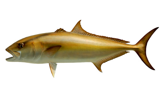 Amberjack Fish Mounts | King Sailfish Mounts