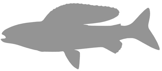 Fish Blanks, Standard | King Sailfish Mounts