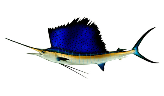 Atlantic Sailfish Fish Mounts | King Sailfish Mounts