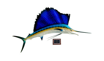 Atlantic Sailfish Fish Mounts | King Sailfish Mounts