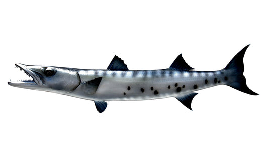 Barracuda Fish Mounts | King Sailfish Mounts