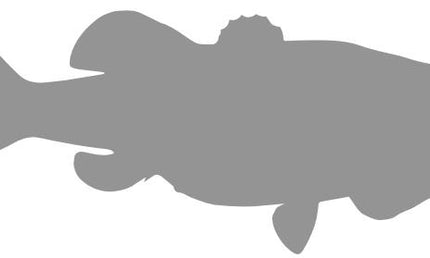 12-Pound Largemouth Bass Blank Fish Mount, Standard | King Sailfish Mounts