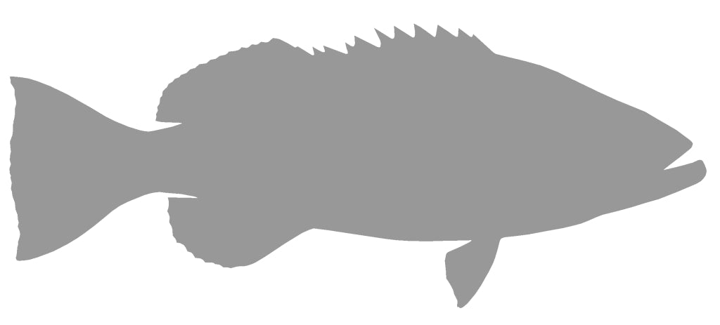 38-Inch Black Grouper Blank Fish Mounts, Standard | King Sailfish Mounts