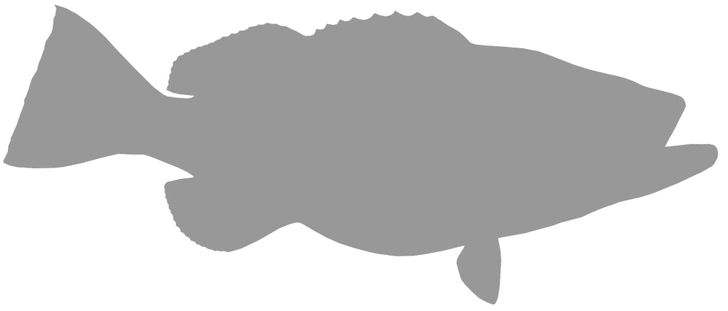 46-Inch Black Grouper Blank Fish Mounts, Standard | King Sailfish Mounts