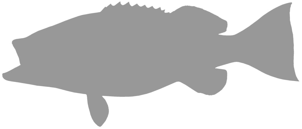 48-Inch Black Grouper Blank Fish Mounts, Standard | King Sailfish Mounts