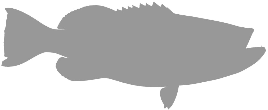 58-Inch Black Grouper Blank Fish Mounts, Standard | King Sailfish Mounts