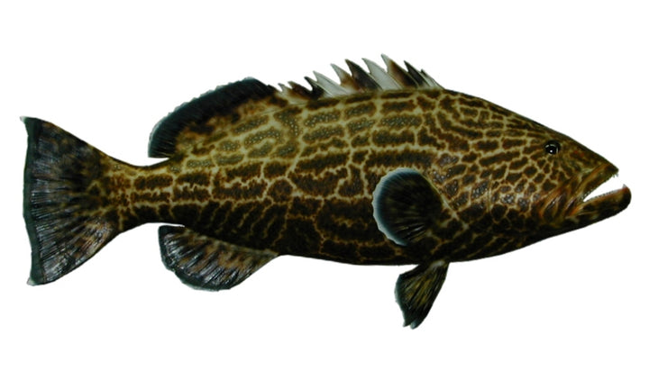 Black Grouper Fish Mounts | King Sailfish Mounts