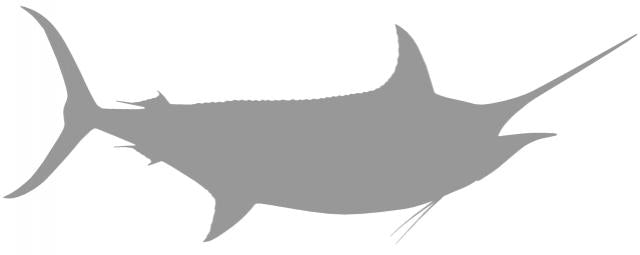 Blue Marlin Fish Blanks, Standard | King Sailfish Mounts