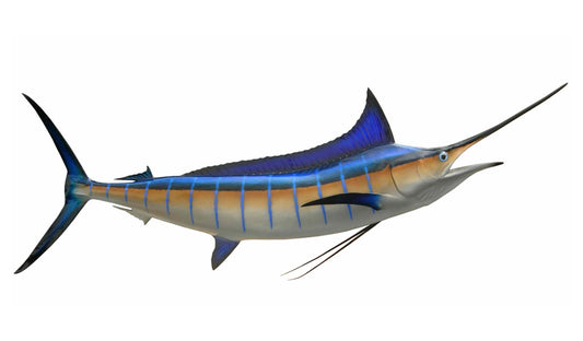 Blue Marlin Fish Mounts | King Sailfish Mounts