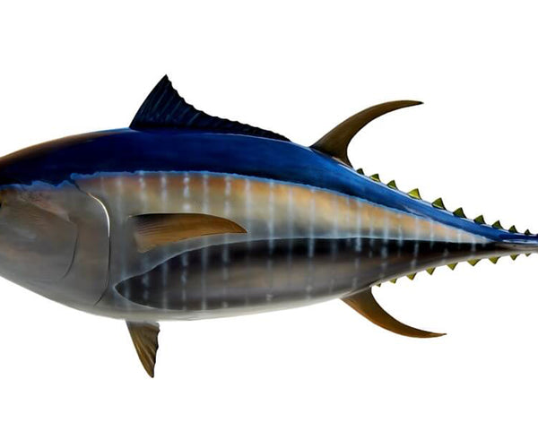 Blue Fin Tuna Fish Avid Angler Hauls In Enormous, 718 Pound Blue Fin