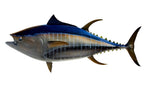 100-Inch Bluefin Tuna Fish Mount | King Sailfish Mounts
