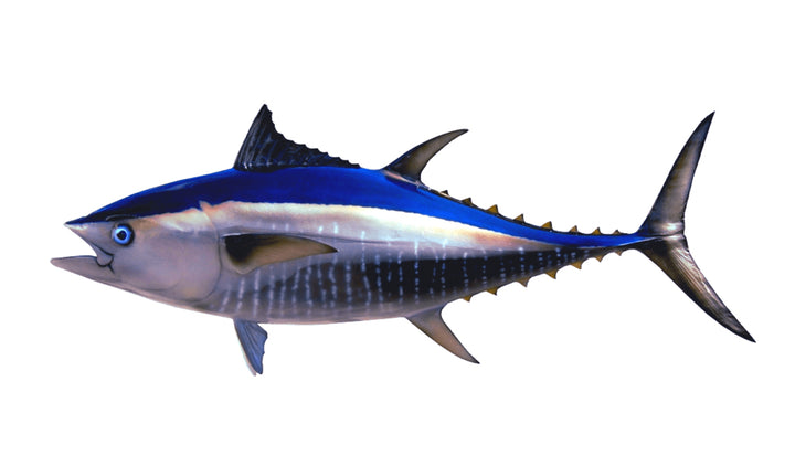 Bluefin Tuna Fish Mounts | King Sailfish Mounts