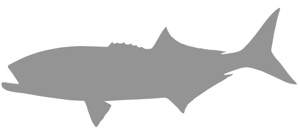 31-Inch Bluefish Blank Fish Mounts, Standard | King Sailfish Mounts