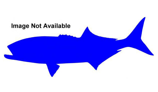 Bluefish Fish Mounts | King Sailfish Mounts