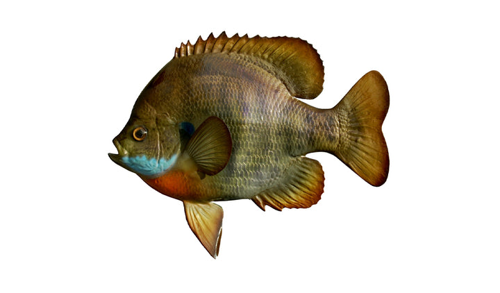 Bluegill Fish Mounts | King Sailfish Mounts