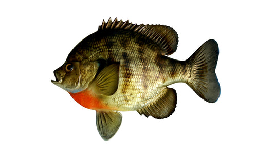 Bluegill Fish Mounts | King Sailfish Mounts