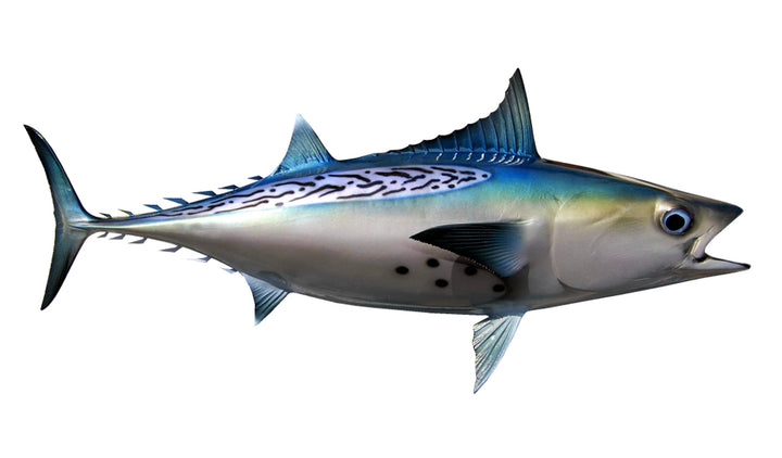 Bonito Fish Mounts | King Sailfish Mounts
