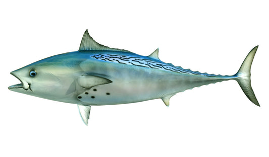 Bonito Fish Mounts | King Sailfish Mounts