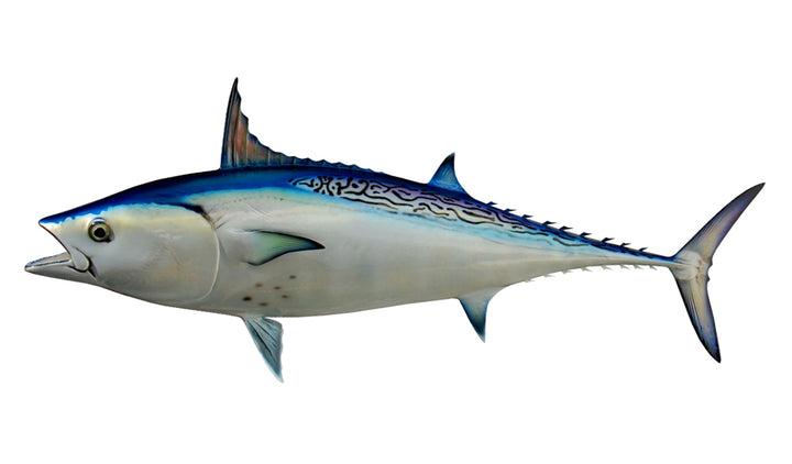 Bonito Fish Mounts | King Sailfish Mounts