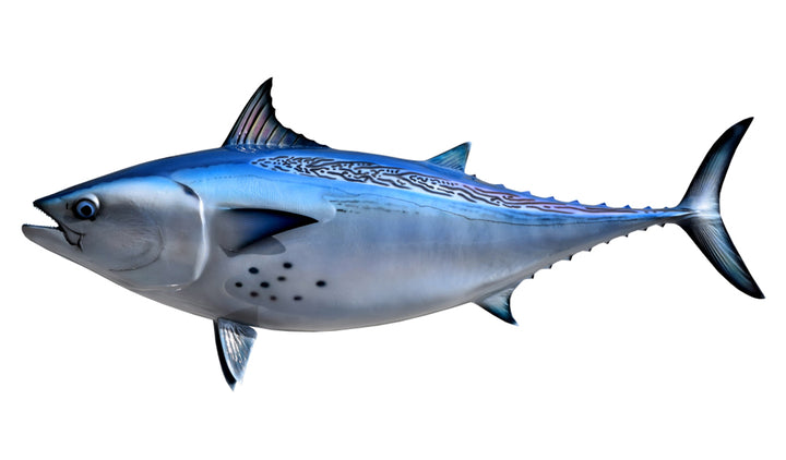 Bonito Fish Mounts | King Sailfish Mounts