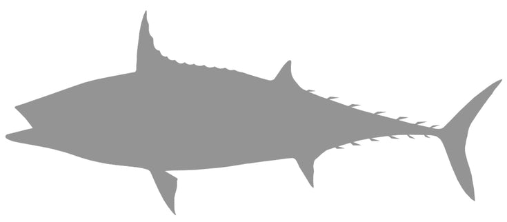 Bonito Fish Blanks, Standard | King Sailfish Mounts