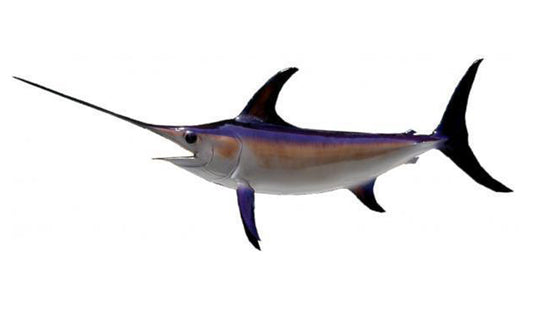 Broadbill Swordfish Fish Mounts | King Sailfish Mounts