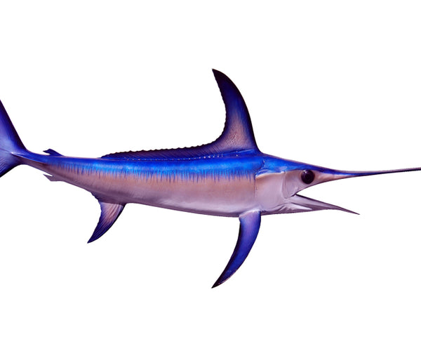 Swordfish Fish