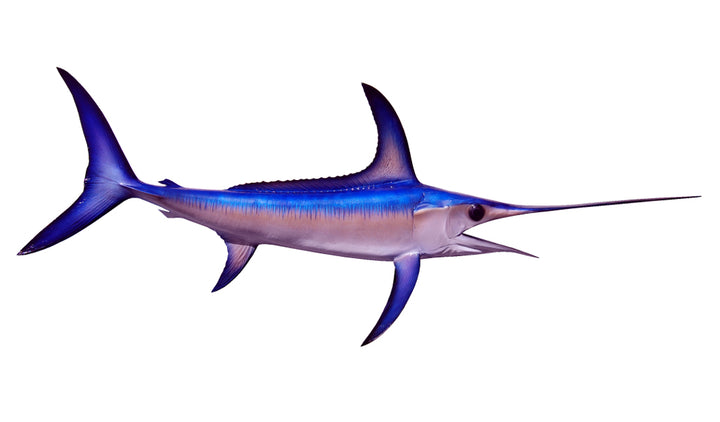 Broadbill Swordfish Fish Mounts | King Sailfish Mounts