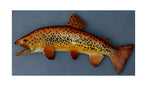 Brown Trout Miniature Fish Mounts | King Sailfish Mounts