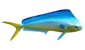 Bull Dolphin Fish Mounts | King Sailfish Mounts