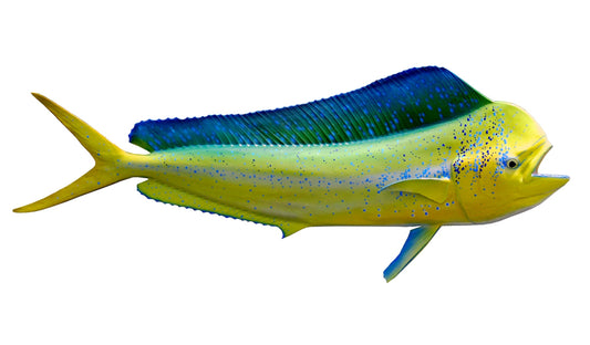 Bull Dolphin Fish Mounts | King Sailfish Mounts