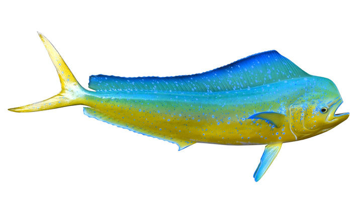 Bull Dolphin Fish Mounts | King Sailfish Mounts