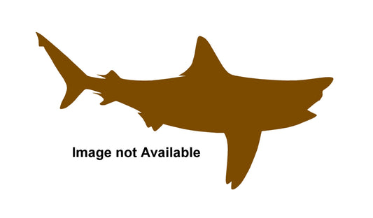 Bull Shark Fish Mounts | King Sailfish Mounts