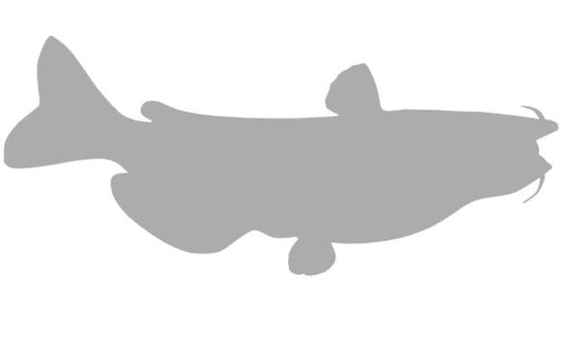 Catfish Fish Blanks, Standard | King Sailfish Mounts