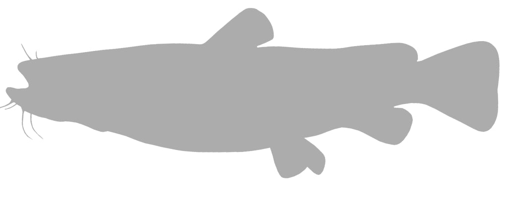 49-Inch Catfish Blank Fish Mounts, Standard | King Sailfish Mounts