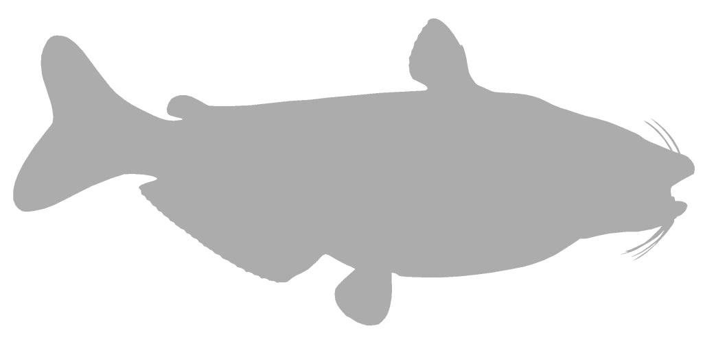 52-Inch Catfish Blank Fish Mounts, Standard | King Sailfish Mounts