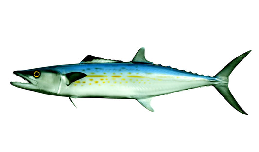 Cero Mackerel Fish Mounts | King Sailfish Mounts