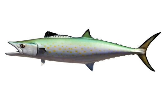 Cero Mackerel Fish Mounts | King Sailfish Mounts