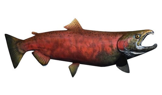 Coho Salmon Fish Mounts | King Sailfish Mounts