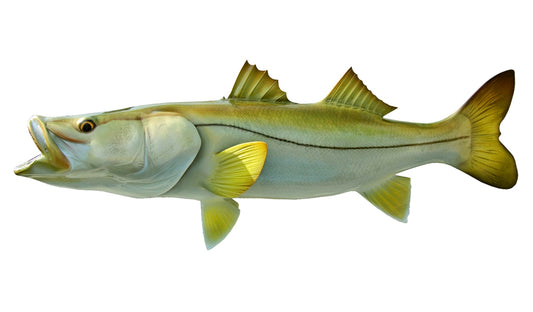 Common Snook Fish Mounts | King Sailfish Mounts
