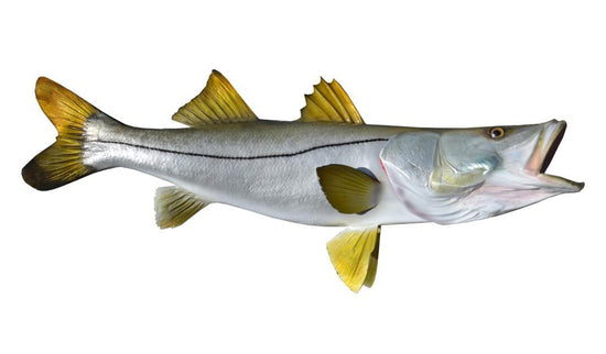 Common Snook Fish Mounts | King Sailfish Mounts