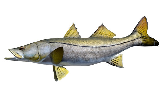 Common Snook Fish Mounts | King Sailfish Mounts