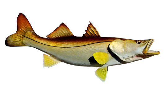 Common Snook Fish Mounts | King Sailfish Mounts