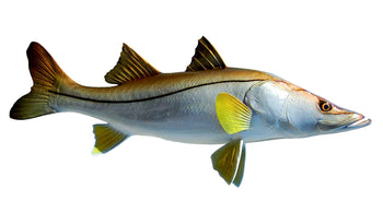 Common Snook Fish Mounts | King Sailfish Mounts