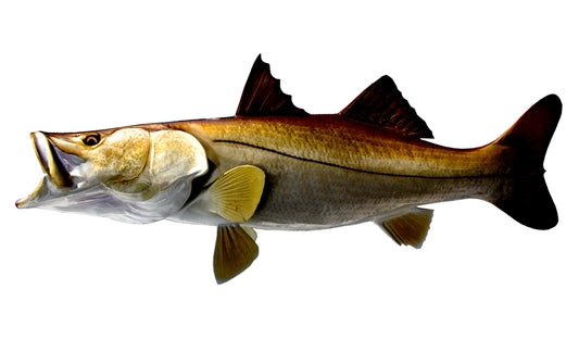 Common Snook Fish Mounts | King Sailfish Mounts