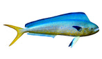 24-Inch Cow Dolphin Fish Mount | King Sailfish Mounts