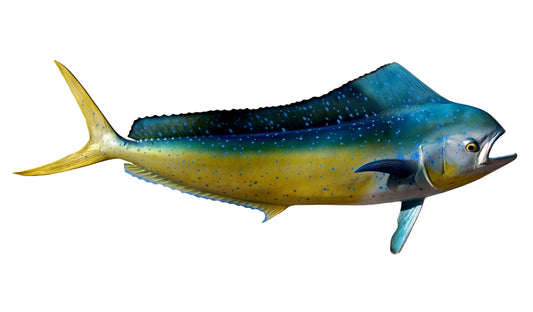 Cow Dolphin Fish Mounts | King Sailfish Mounts