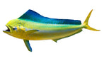 42-Inch Cow Dolphin Fish Mount | King Sailfish Mounts